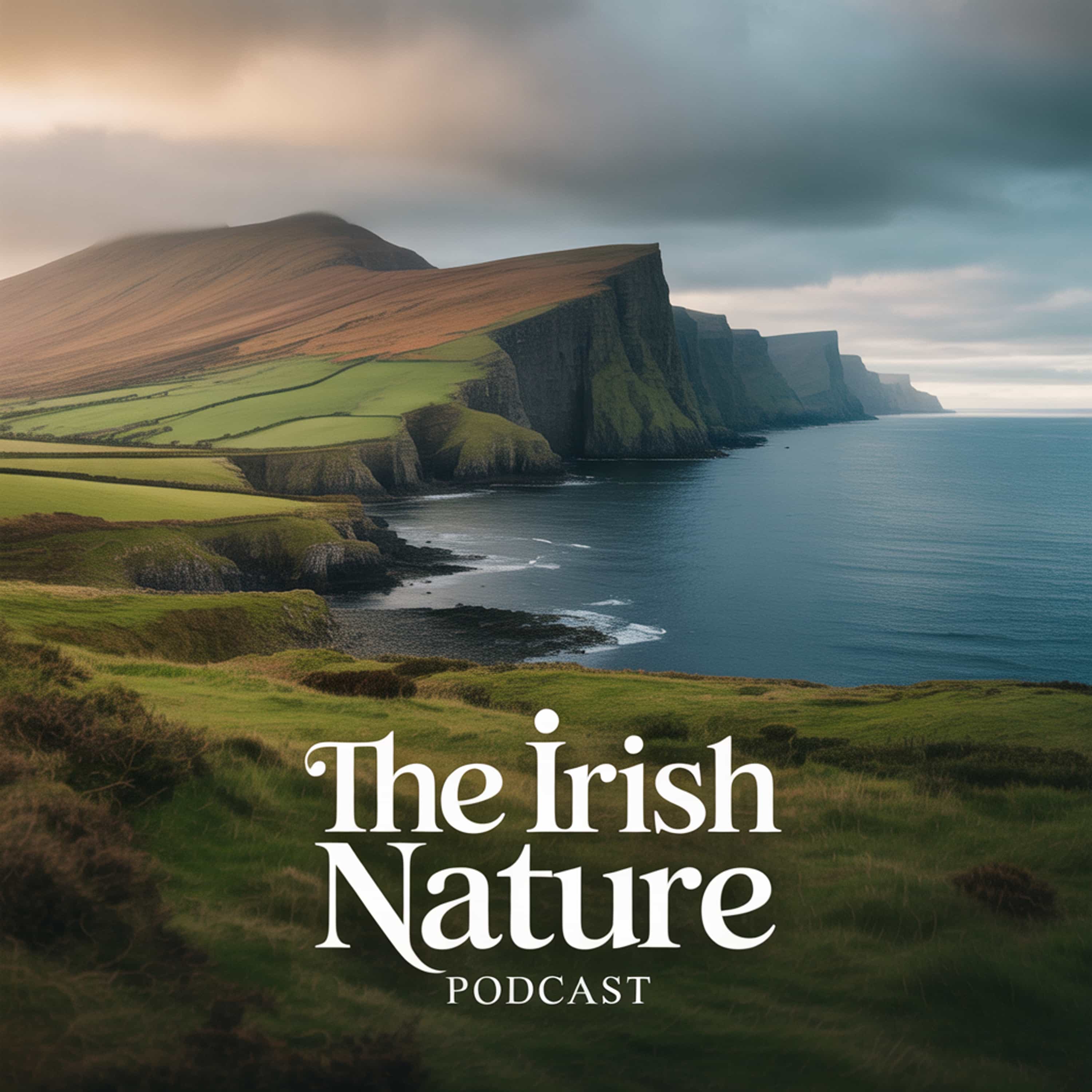 The Irish nature | Jellypod